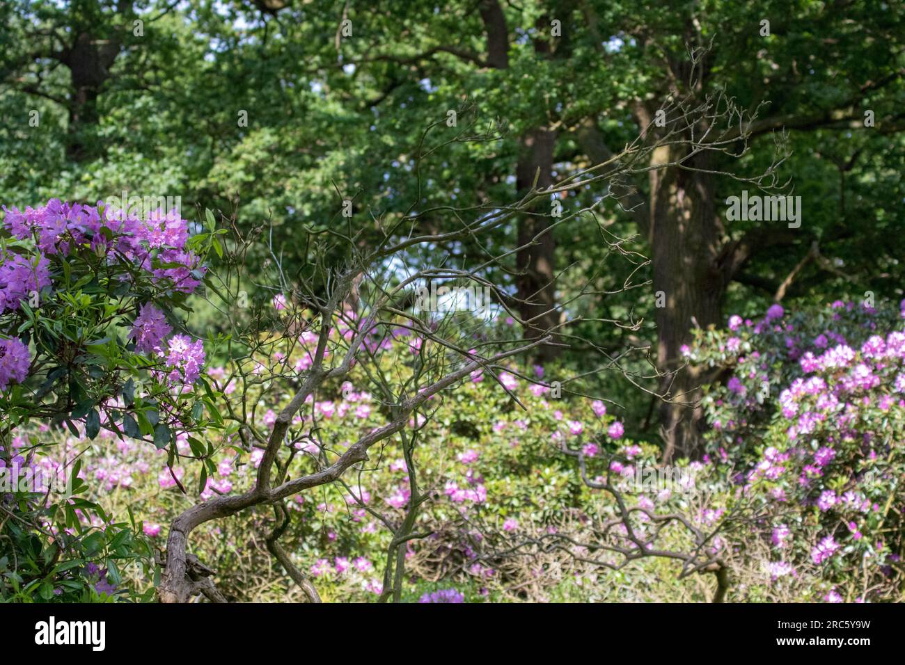 Amazing view footage of the flowers taken in Isabella Park Stock Photo ...