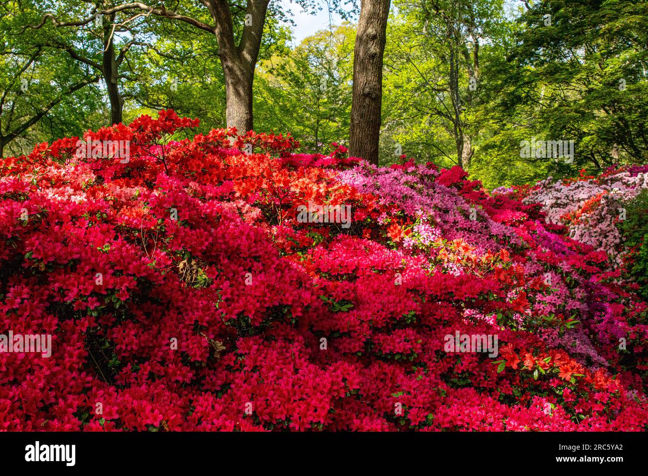 Amazing view footage of the flowers taken in Isabella Park Stock Photo ...