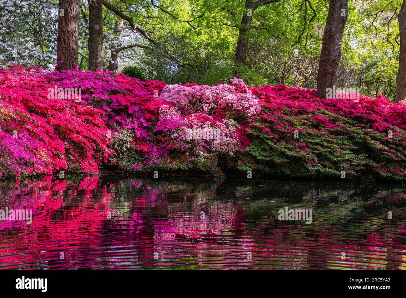 Amazing view footage of the flowers taken in Isabella Park Stock Photo ...