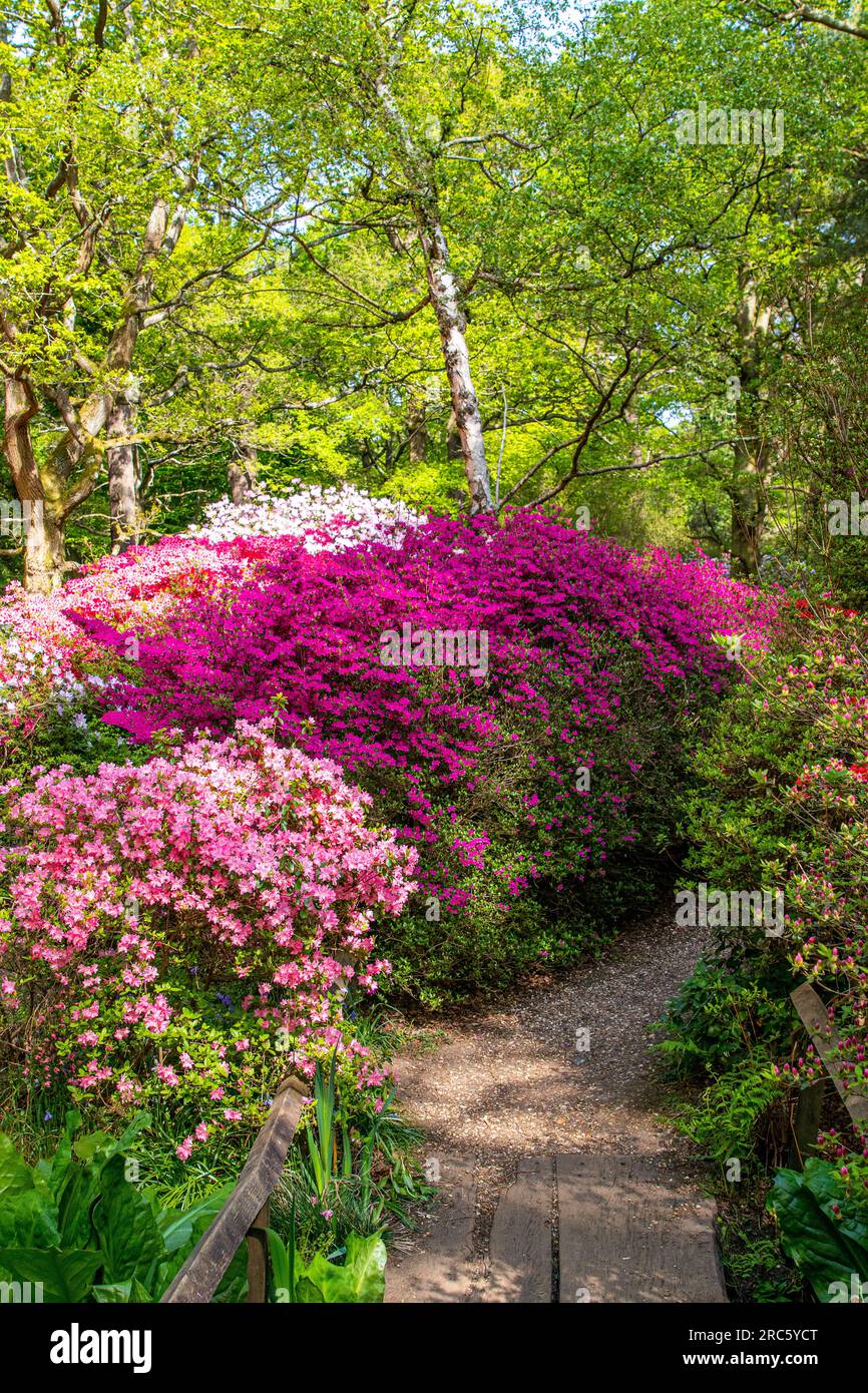 Amazing view footage of the flowers taken in Isabella Park Stock Photo ...