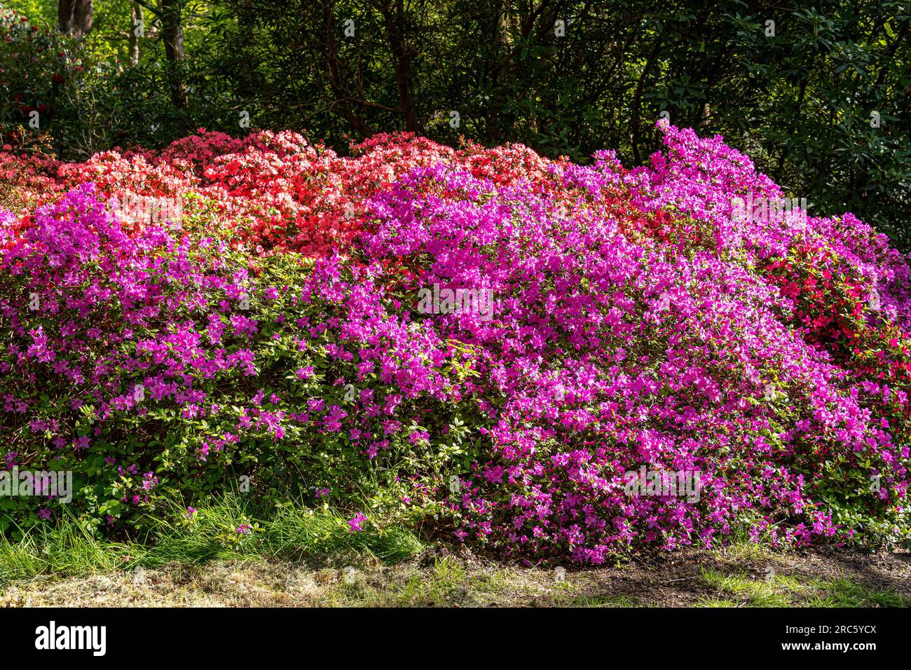 Amazing view footage of the flowers taken in Isabella Park Stock Photo ...