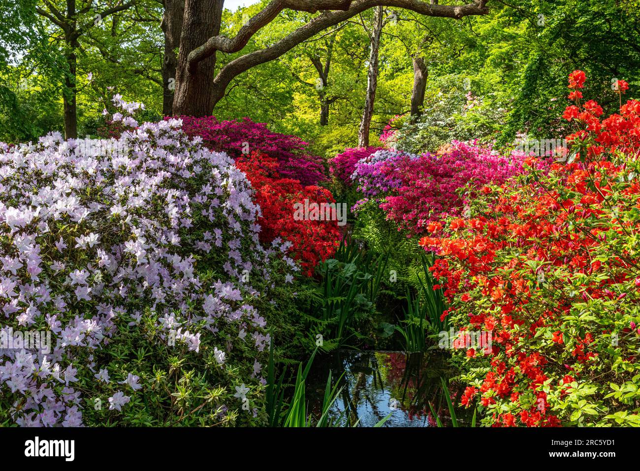 Amazing view footage of the flowers taken in Isabella Park Stock Photo ...