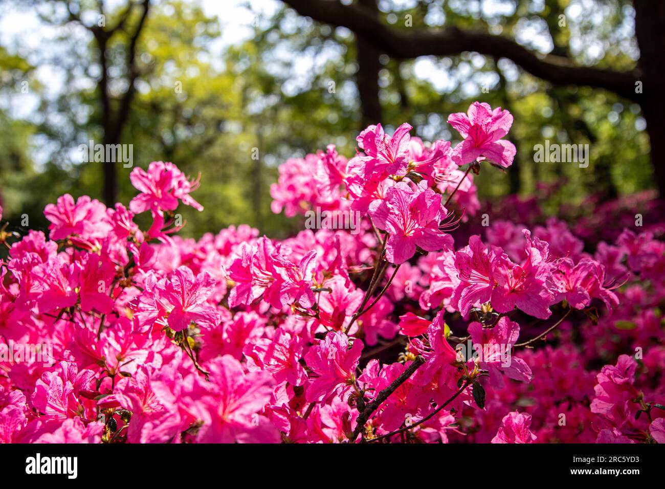 Amazing view footage of the flowers taken in Isabella Park Stock Photo ...