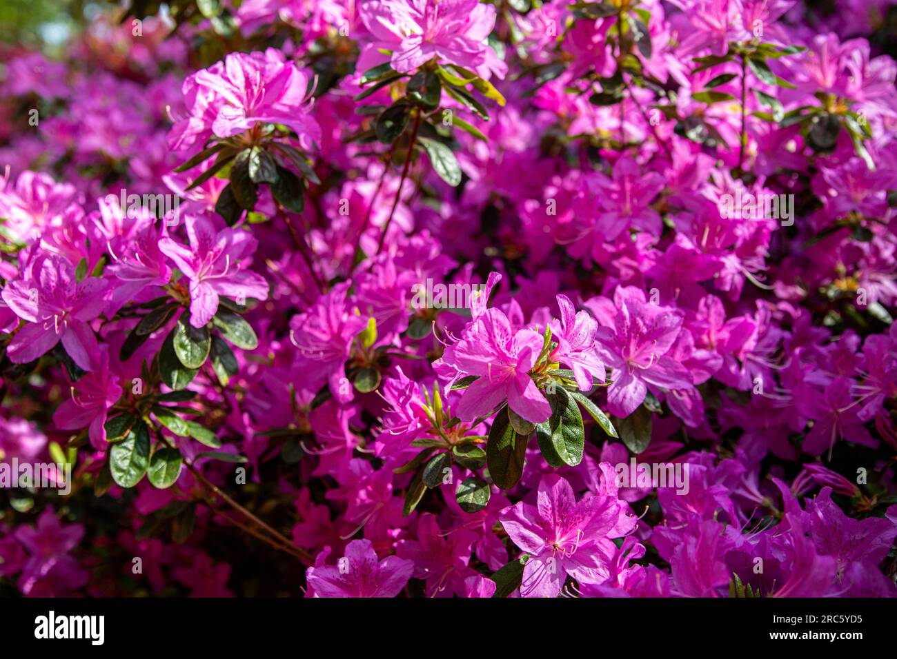 Amazing view footage of the flowers taken in Isabella Park Stock Photo ...
