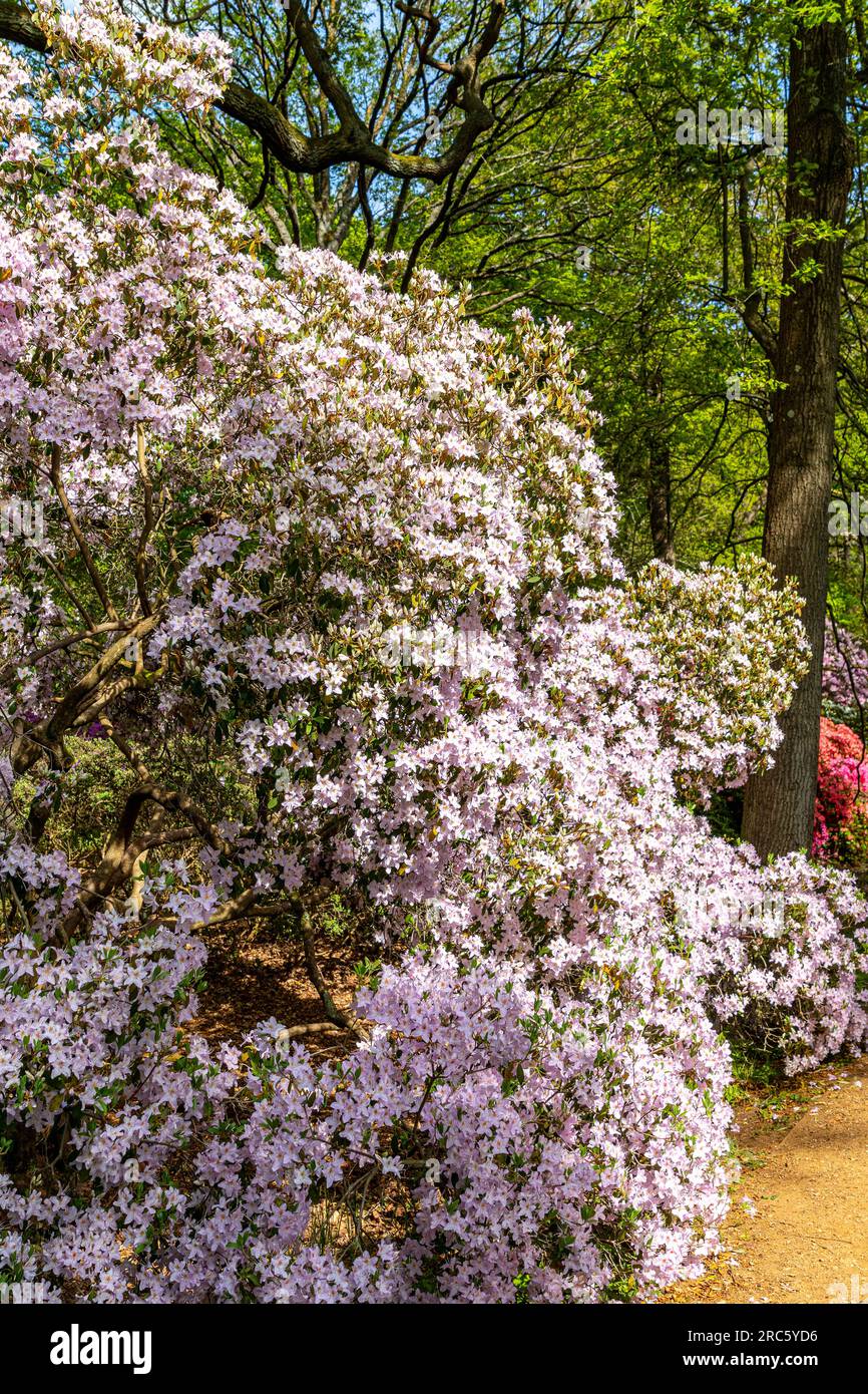 Amazing view footage of the flowers taken in Isabella Park Stock Photo ...
