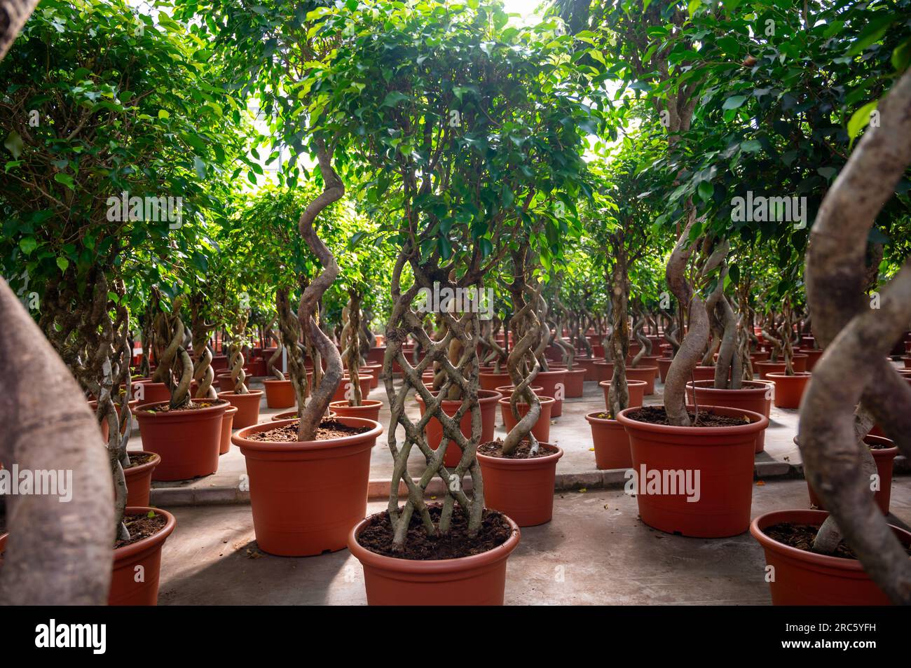 Cultivation of differenent green tropical and exotic indoor ficus ...