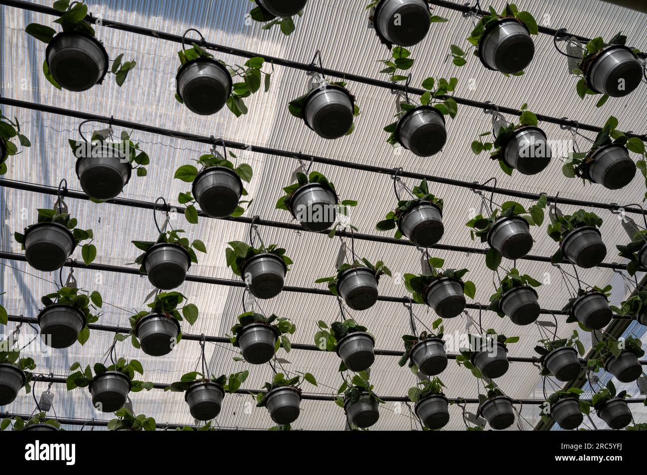 Cultivation of differenent green tropical and exotic indoor scindapsus ...