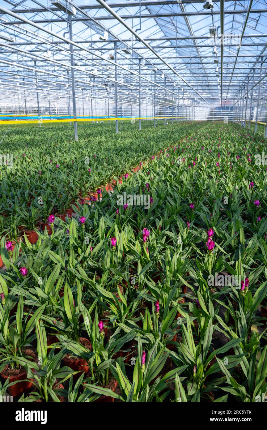 Turmeric, Curcuma longa flowering plant of ginger family, decorative or ...