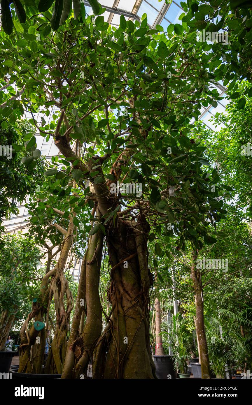 Cultivation of differenent green tropical and exotic indoor palms and ...