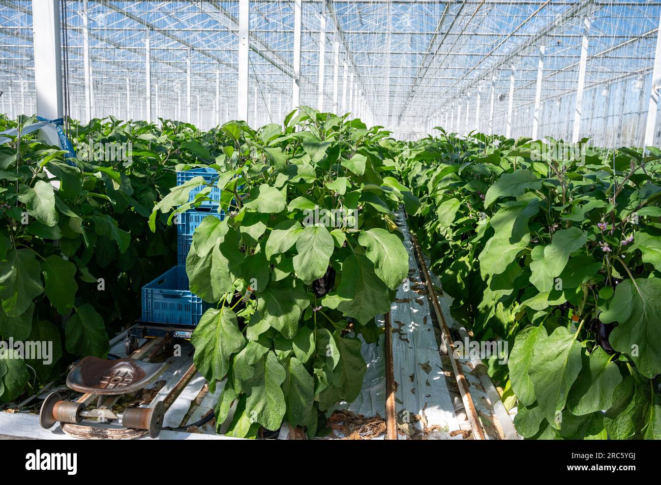 Dutch organic greenhouse farm with rows of eggplants plants with ripe ...