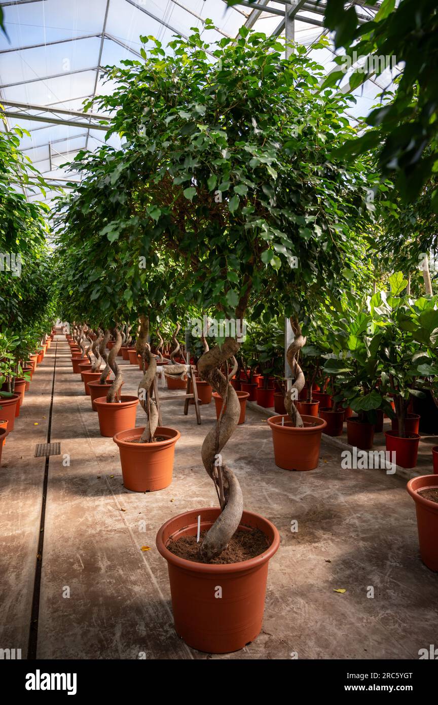 Cultivation of differenent green tropical and exotic indoor palms and ...