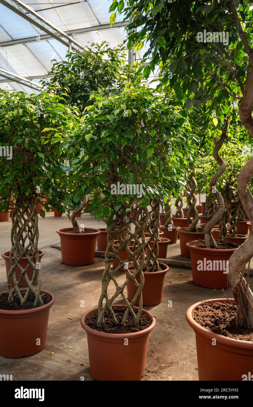 Cultivation of differenent green tropical and exotic indoor ficus ...