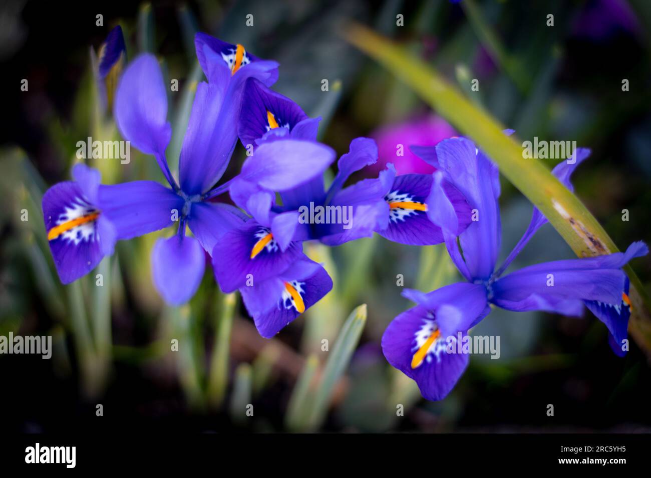 Beautiful photos of the flowers taken in Isabel Park Stock Photo - Alamy