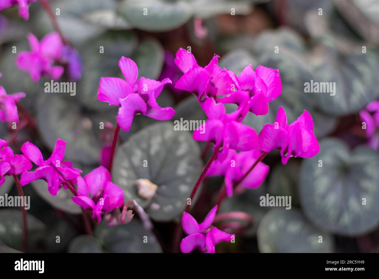 Beautiful photos of the flowers taken in Isabel Park Stock Photo - Alamy