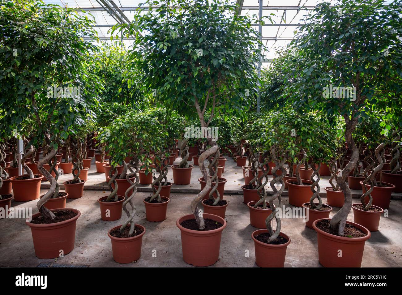 Cultivation of differenent green tropical and exotic indoor ficus ...