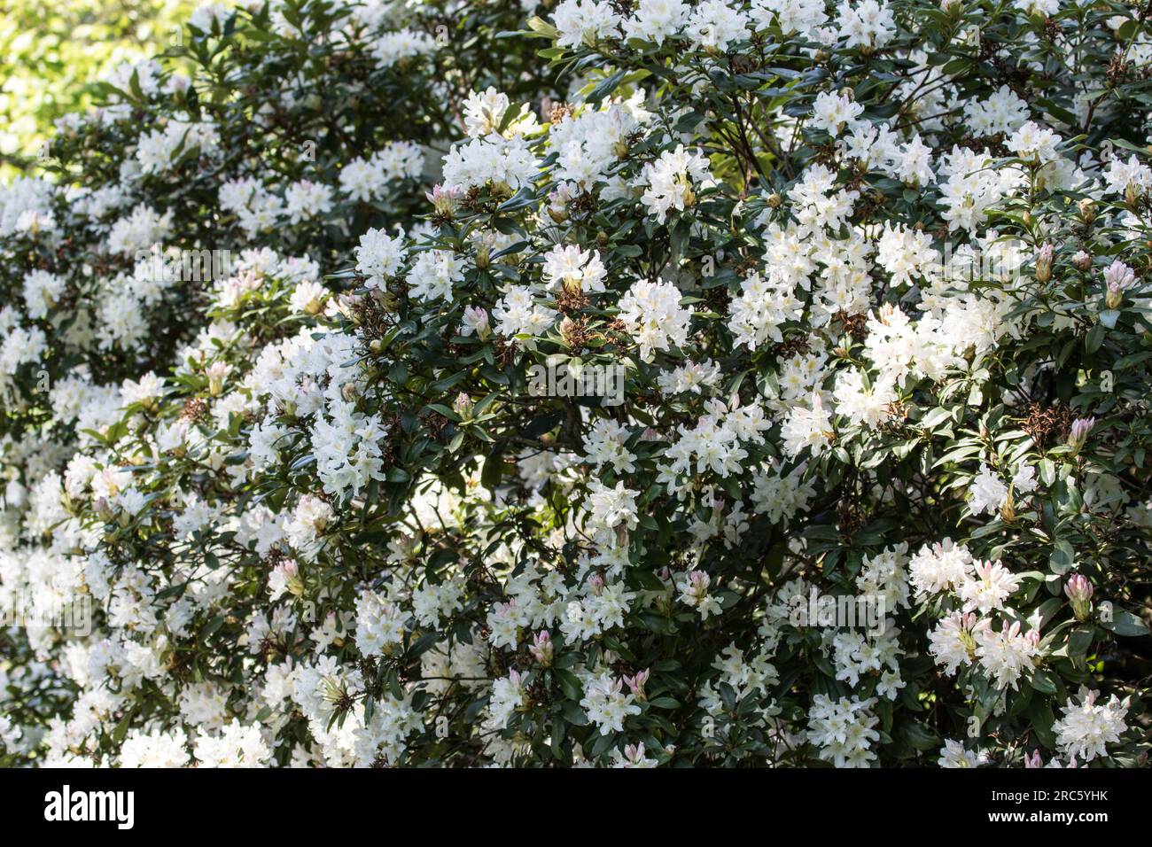 Amazing view footage of the flowers taken in Isabella Park Stock Photo ...