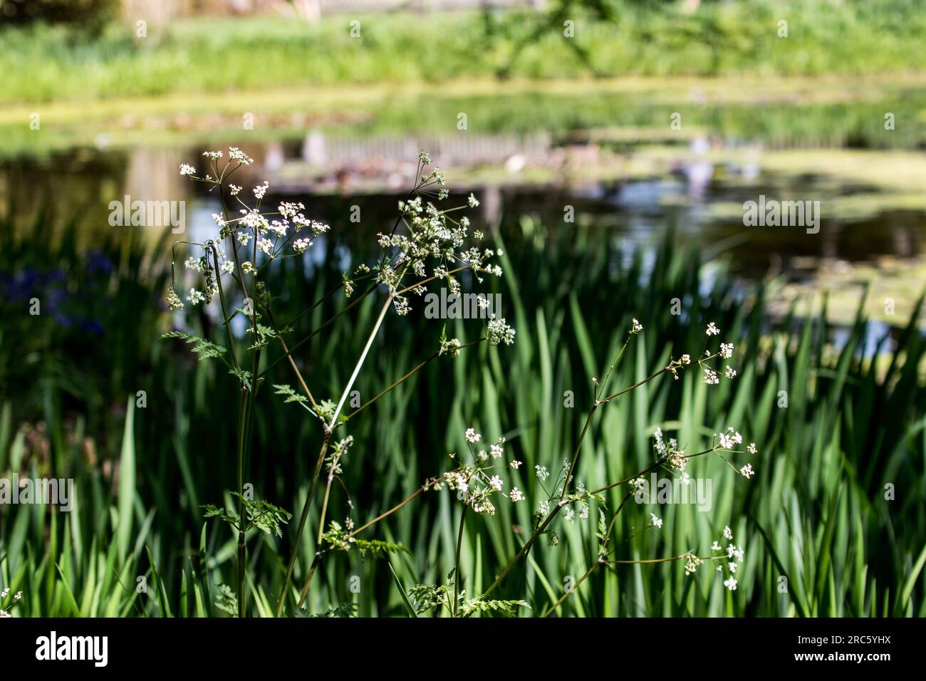 Amazing view footage of the flowers taken in Isabella Park Stock Photo ...