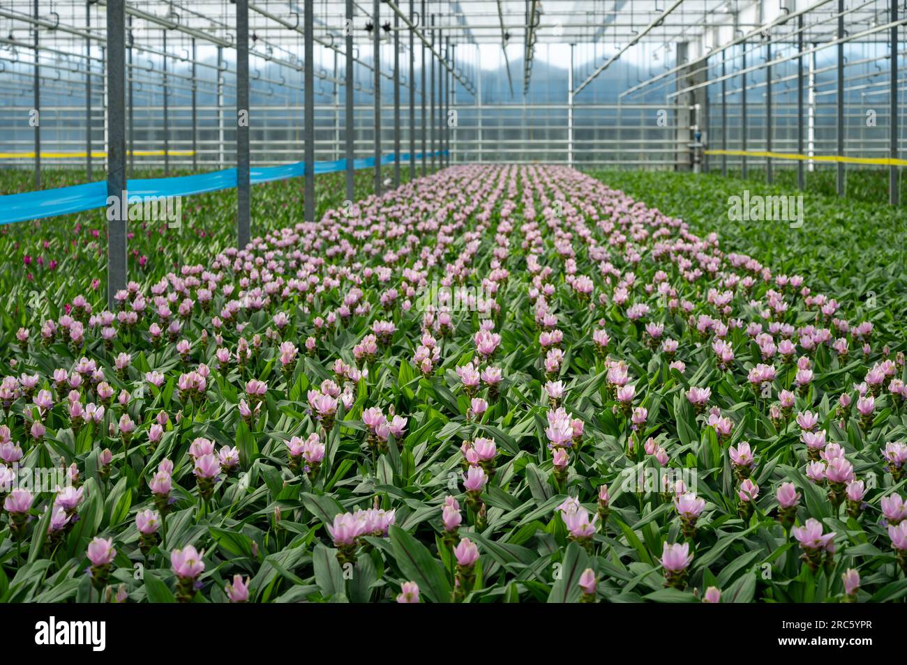 Turmeric, Curcuma longa flowering plant of ginger family, decorative or ...
