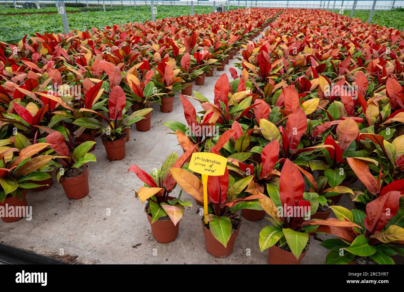 Cultivation of differenent green tropical and exotic indoor palms and ...