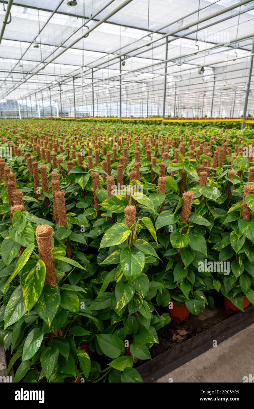 Cultivation of differenent green tropical and exotic indoor scindapsus ...