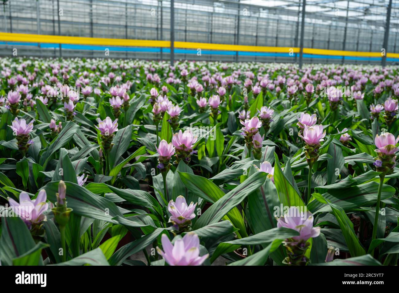 Turmeric, Curcuma longa flowering plant of ginger family, decorative or ...