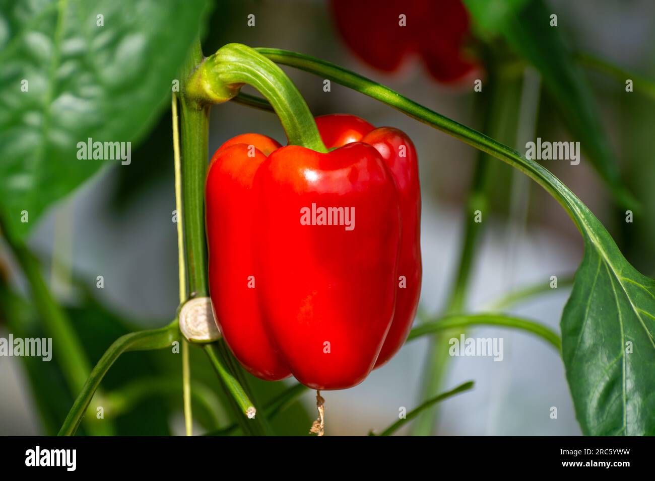 Big ripe sweet bell peppers, red paprika plants growing in glass ...