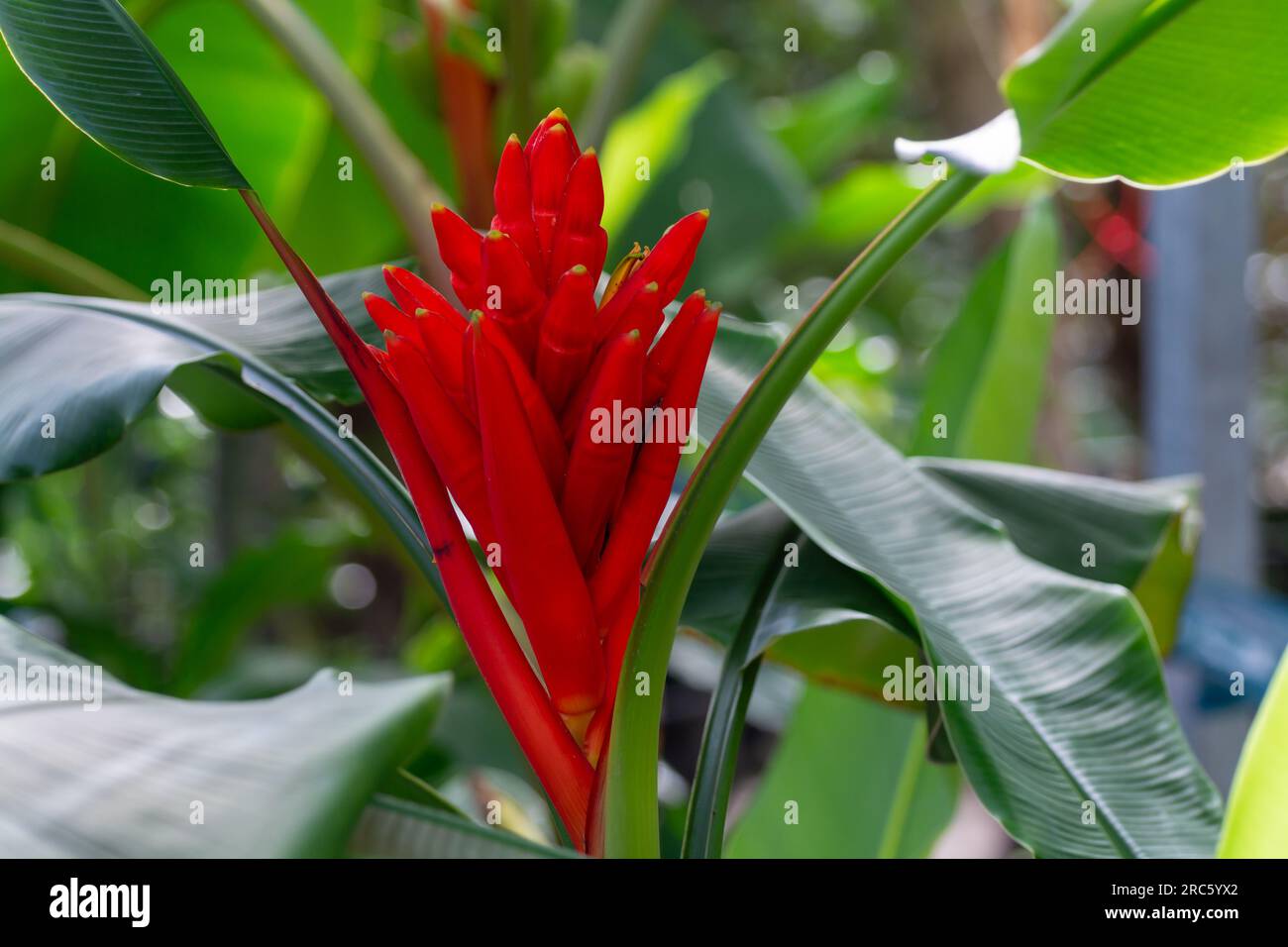 Cultivation of differenent green tropical and exotic indoor palms and ...