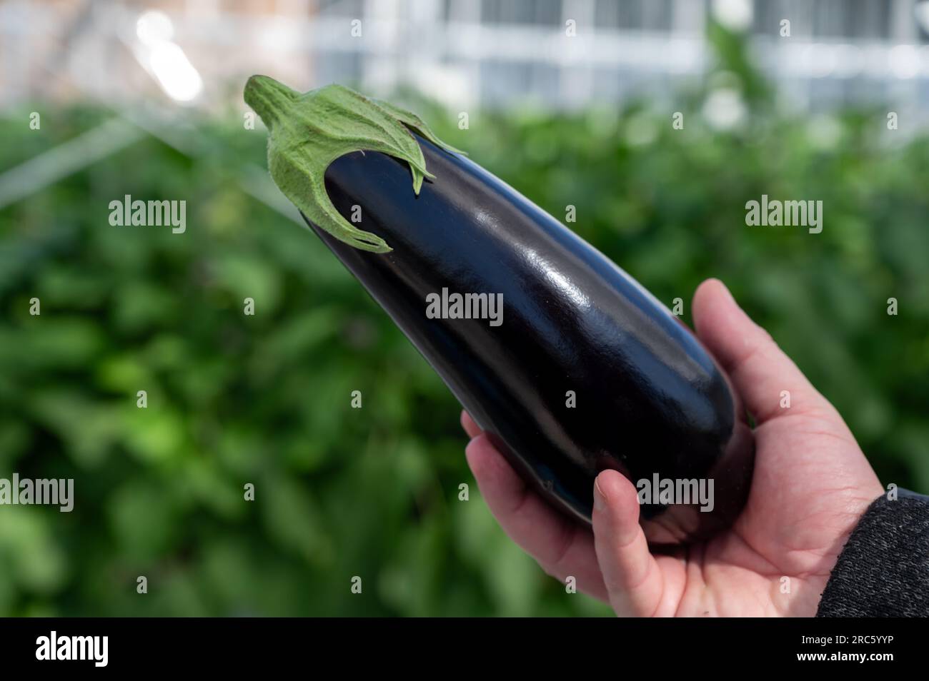 Harvesting of ripe purple eggplants vegetables in Dutch organic ...