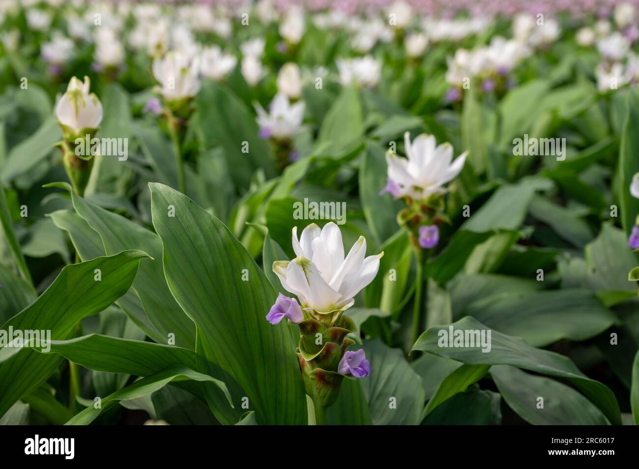 Turmeric, Curcuma longa flowering plant of ginger family, decorative or ...