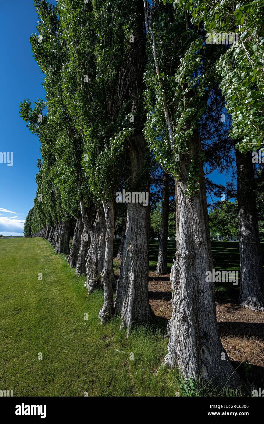 Dense forest poplar trees hi-res stock photography and images - Alamy