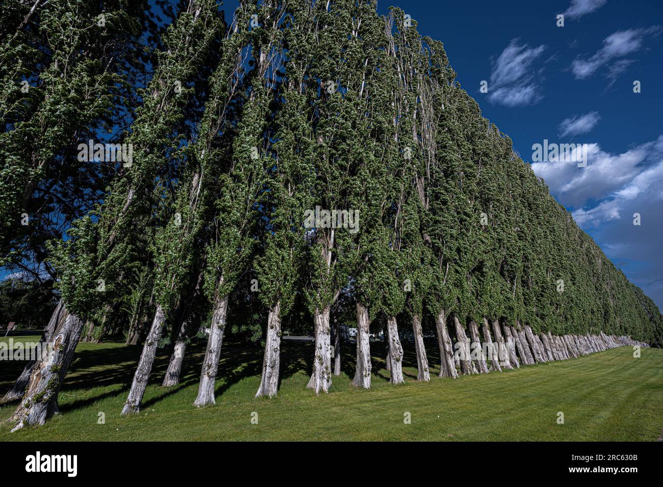 Dense forest poplar trees hi-res stock photography and images - Alamy