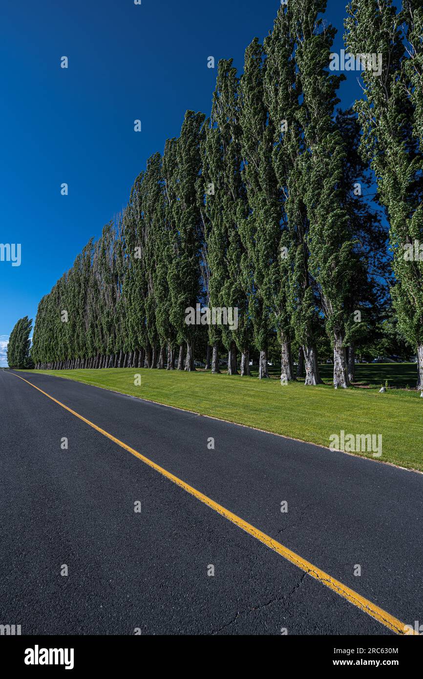 Row of Adult Poplar Trees as Wind Breakers Stock Photo - Alamy