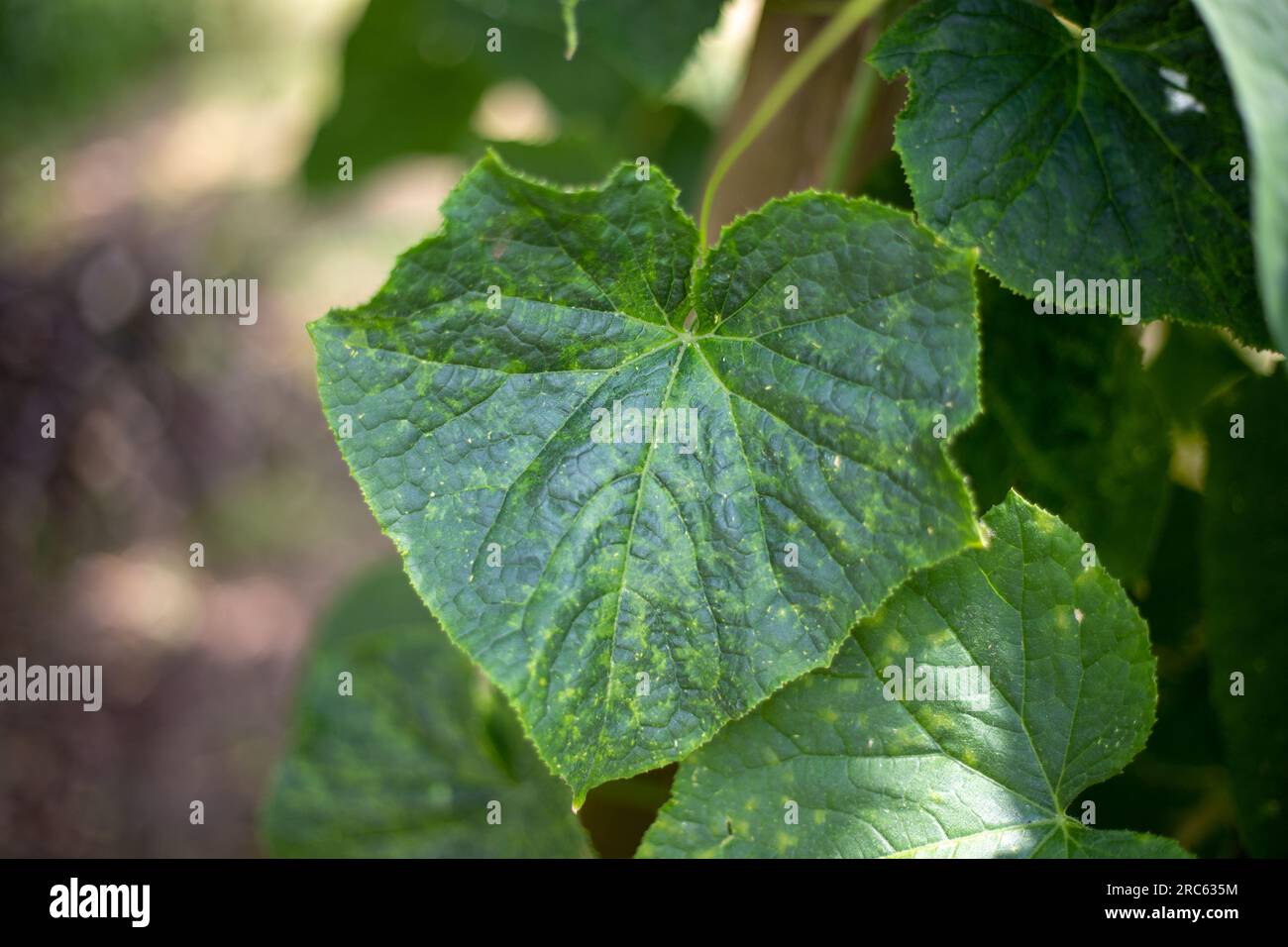 Cucumber leaves affected by the Cucumber Mosaic virus. Prevention and ...