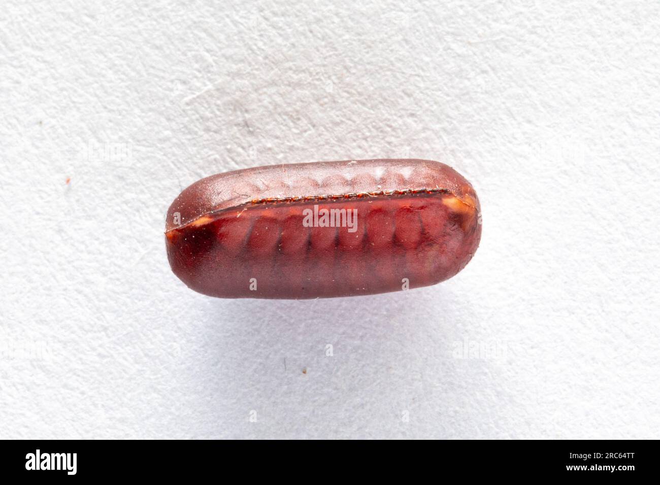 Pest insects hi-res stock photography and images - Alamy