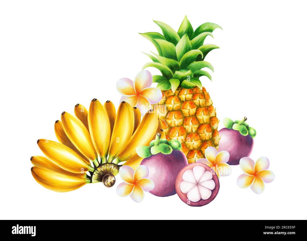 Watercolor fruit composition with fresh pineapple, mangosteens, bananas ...