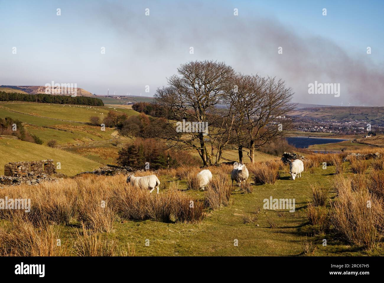 Small herd of sheep at Haslingden Grane Stock Photo - Alamy