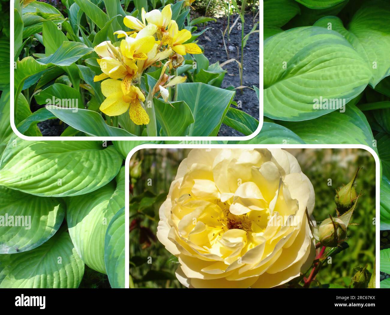 The Tsitsin Main Moscow Botanical Garden (Russian) is one of the ...