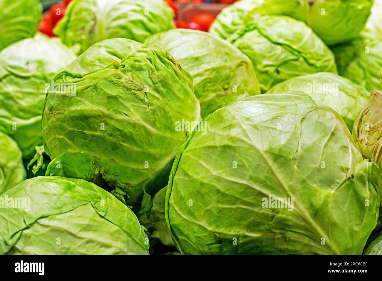 fresh young white cabbage. farming Stock Photo - Alamy