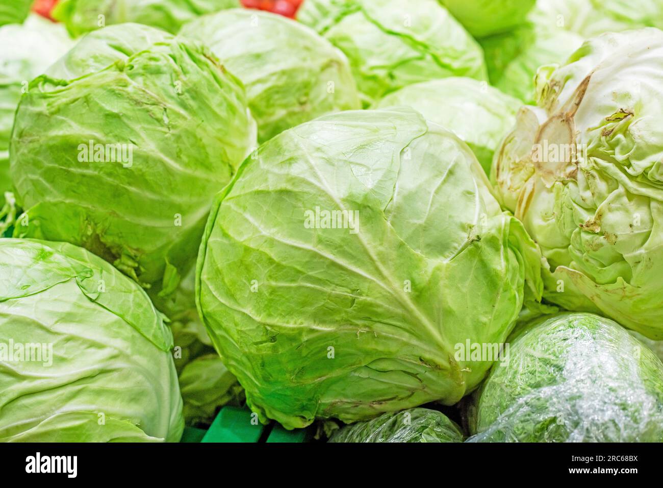 background of fresh young white cabbage. farming Stock Photo - Alamy