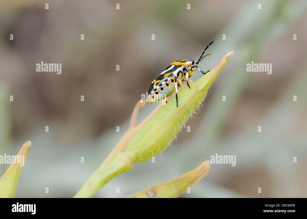 Chinche de campo hi-res stock photography and images - Alamy