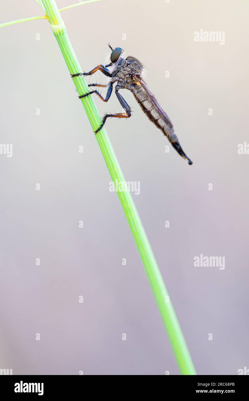 Plantas o fauna hi-res stock photography and images - Alamy