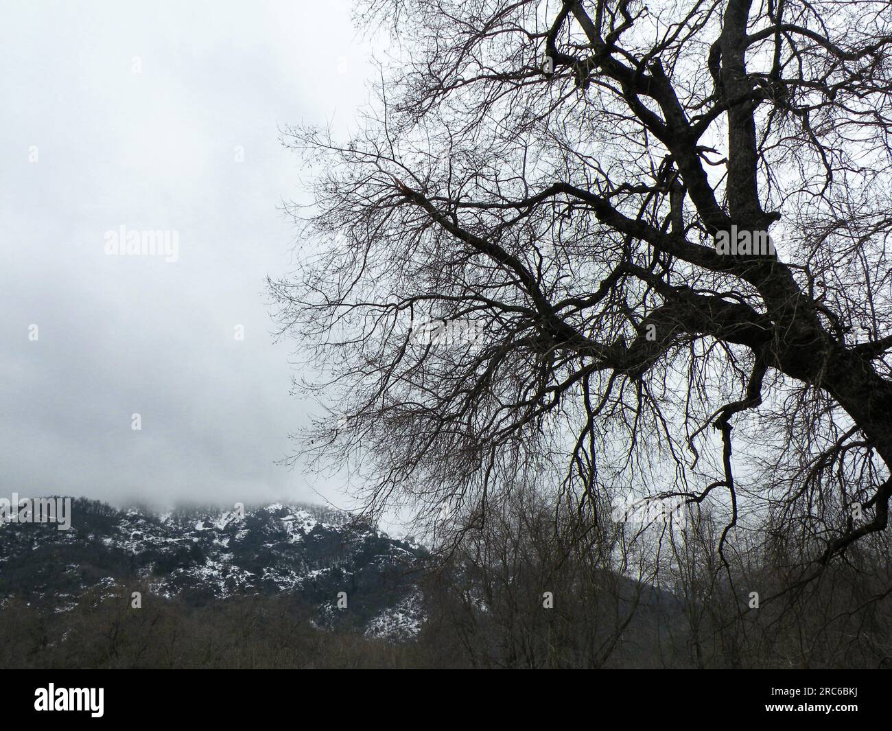 Winter landscape, tree without leaves and snowy mountain Stock Photo ...