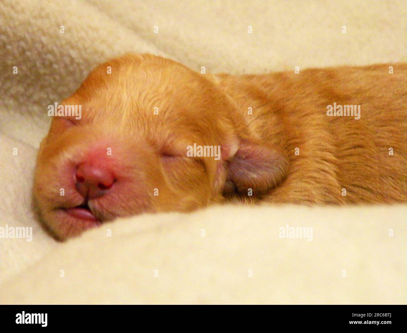 Newborn dog puppy hi-res stock photography and images - Alamy