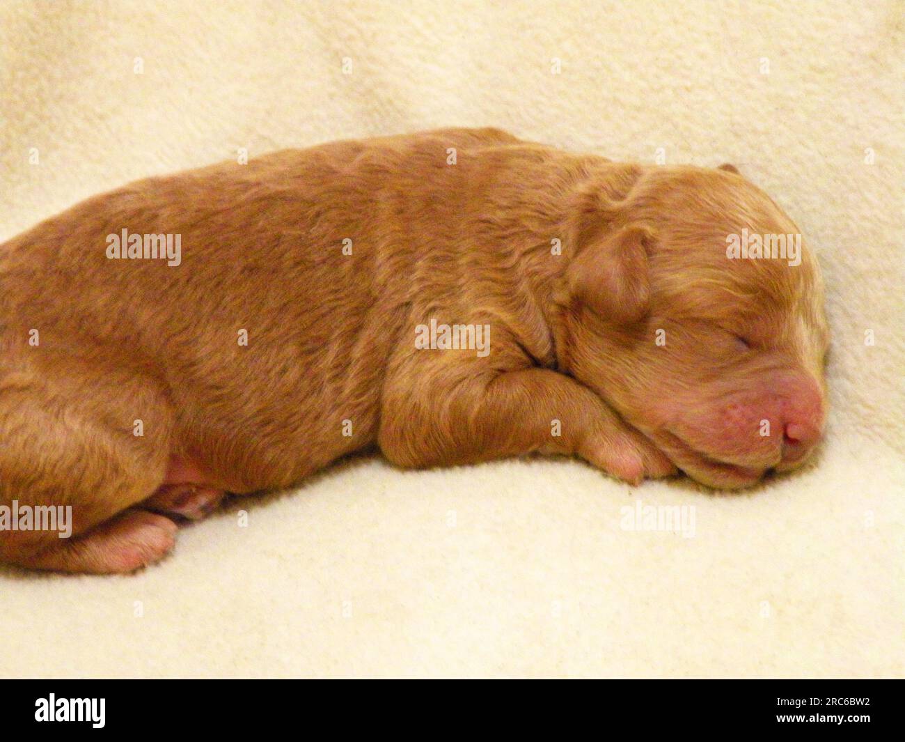 Sleeping newborn puddle dog puppy Stock Photo - Alamy