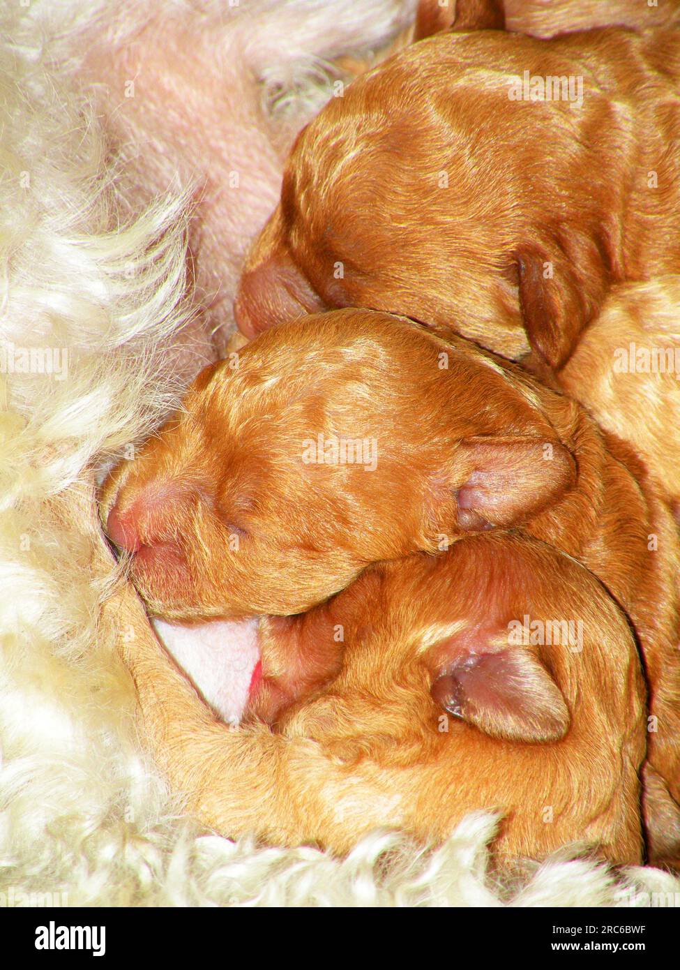 Newborn puddle puppies breastfeeding Stock Photo - Alamy