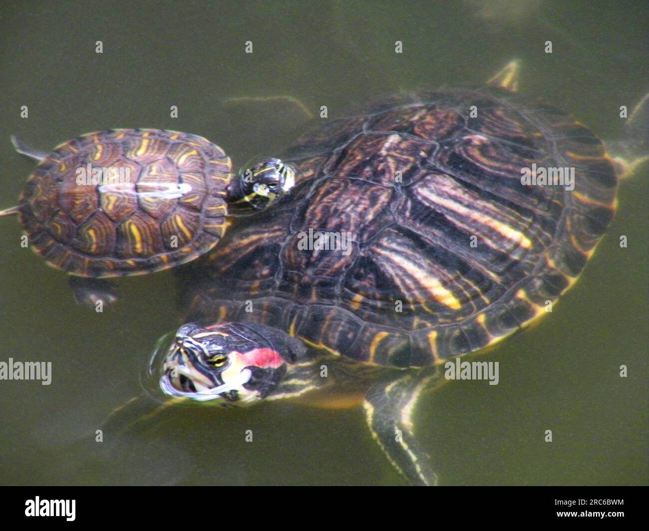 Cute baby turtle hi-res stock photography and images - Alamy
