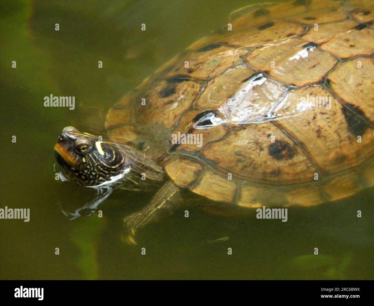 Beautiful close up turtle swimming hi-res stock photography and images ...