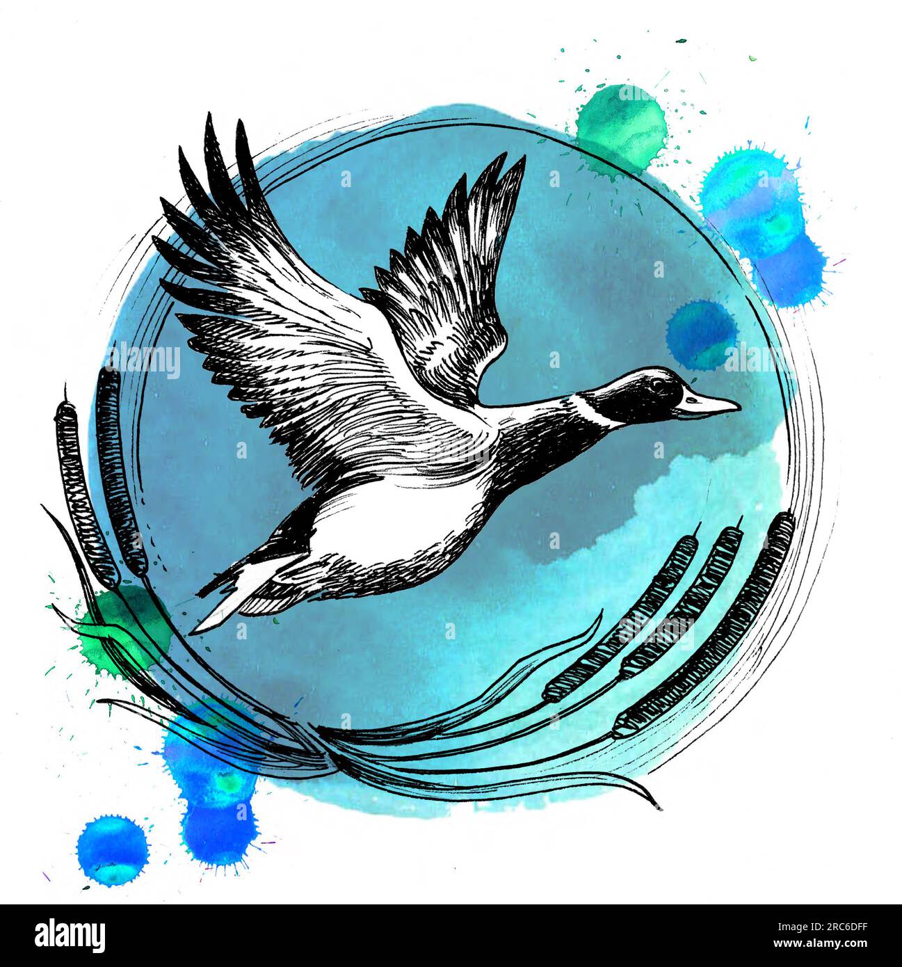 Flying mallard duck. Hand-drawn ink and watercolor sketch with ...