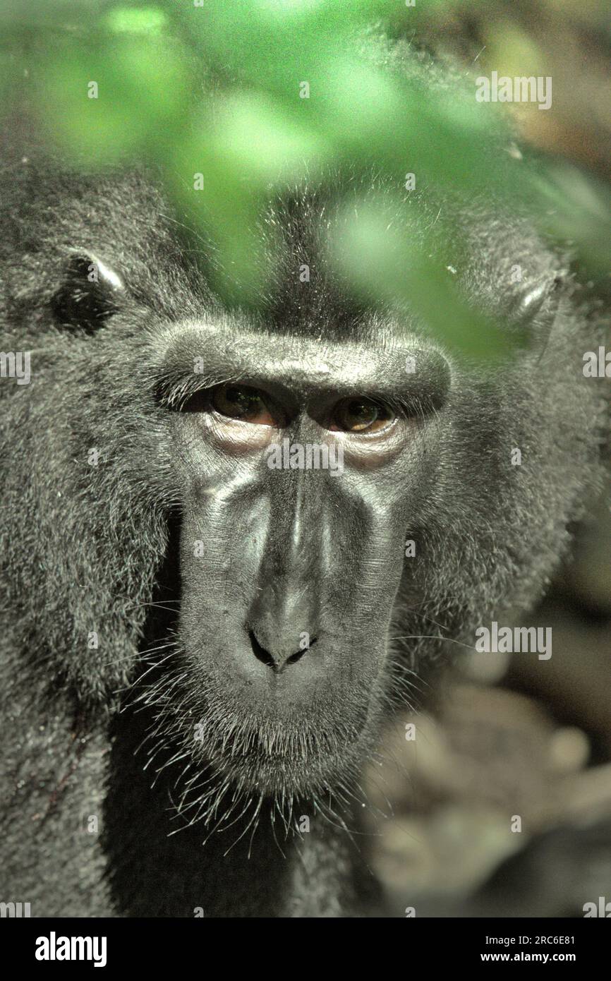 Portrait of a crested macaque (Macaca nigra) in Tangkoko Nature Reserve ...