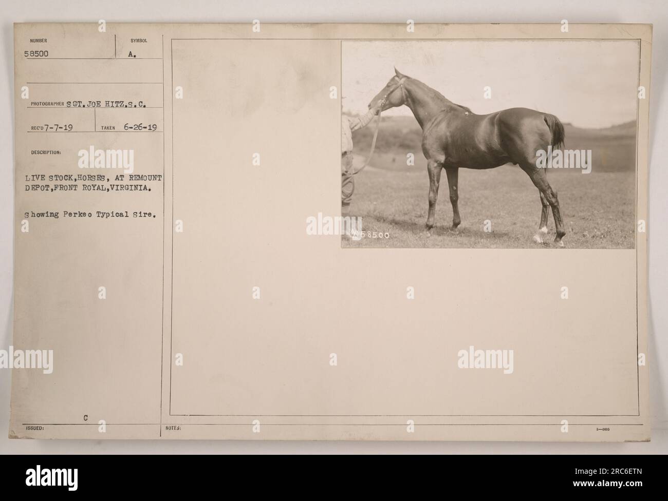 Sires hi-res stock photography and images - Alamy